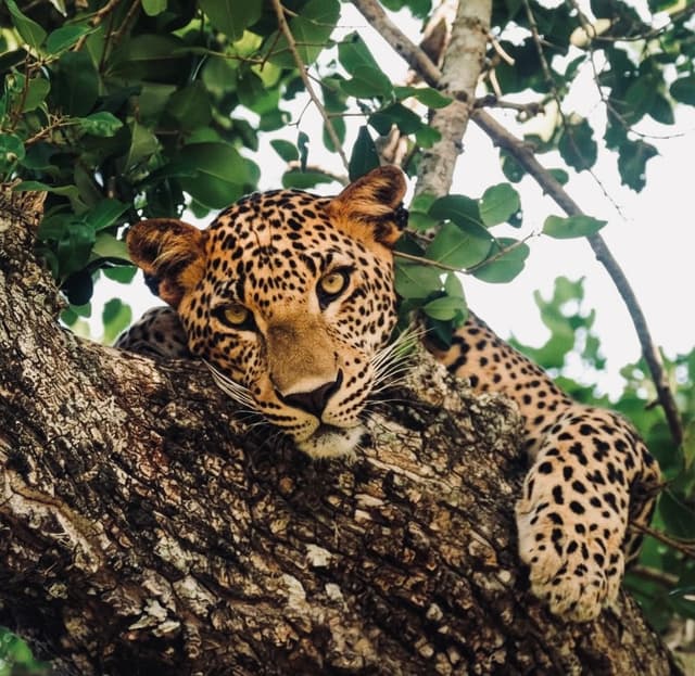 Yala National Park Safari Guide Leopard Sightings, Best Time to Visit ...